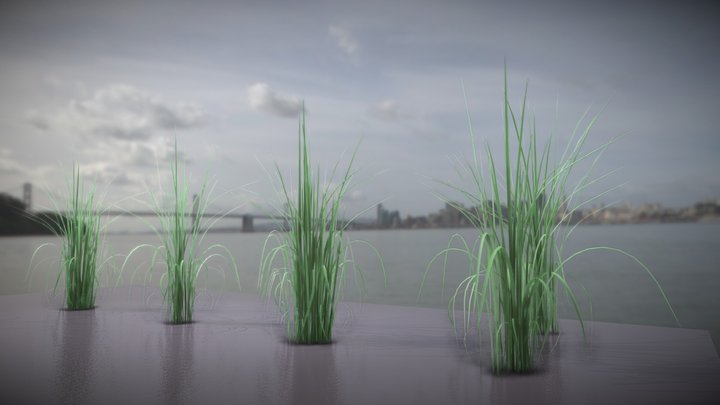 Phragmites-australis 3D models - Sketchfab