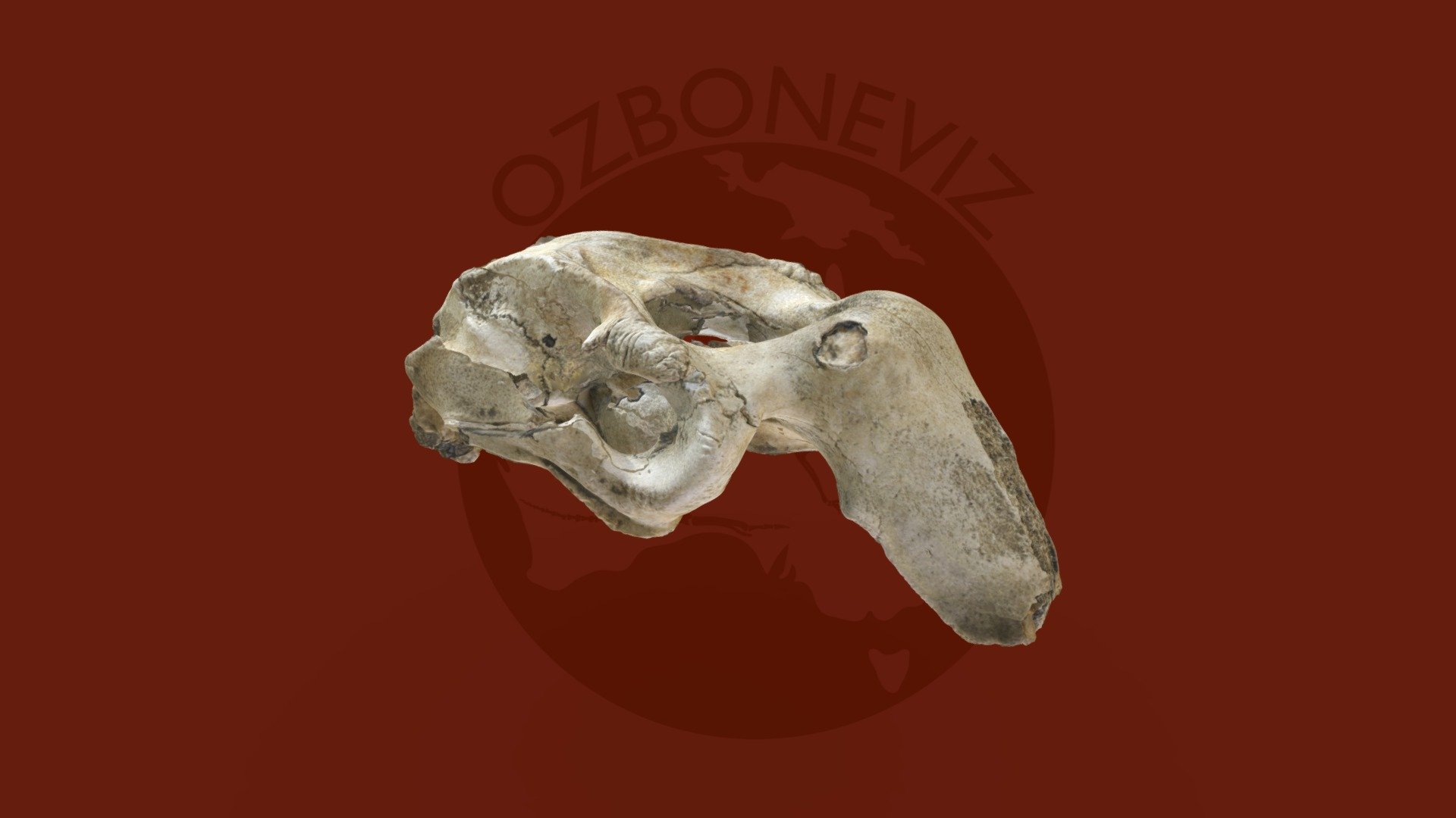 Dugong Cranium - 3D model by Ozboneviz [ded2955] - Sketchfab