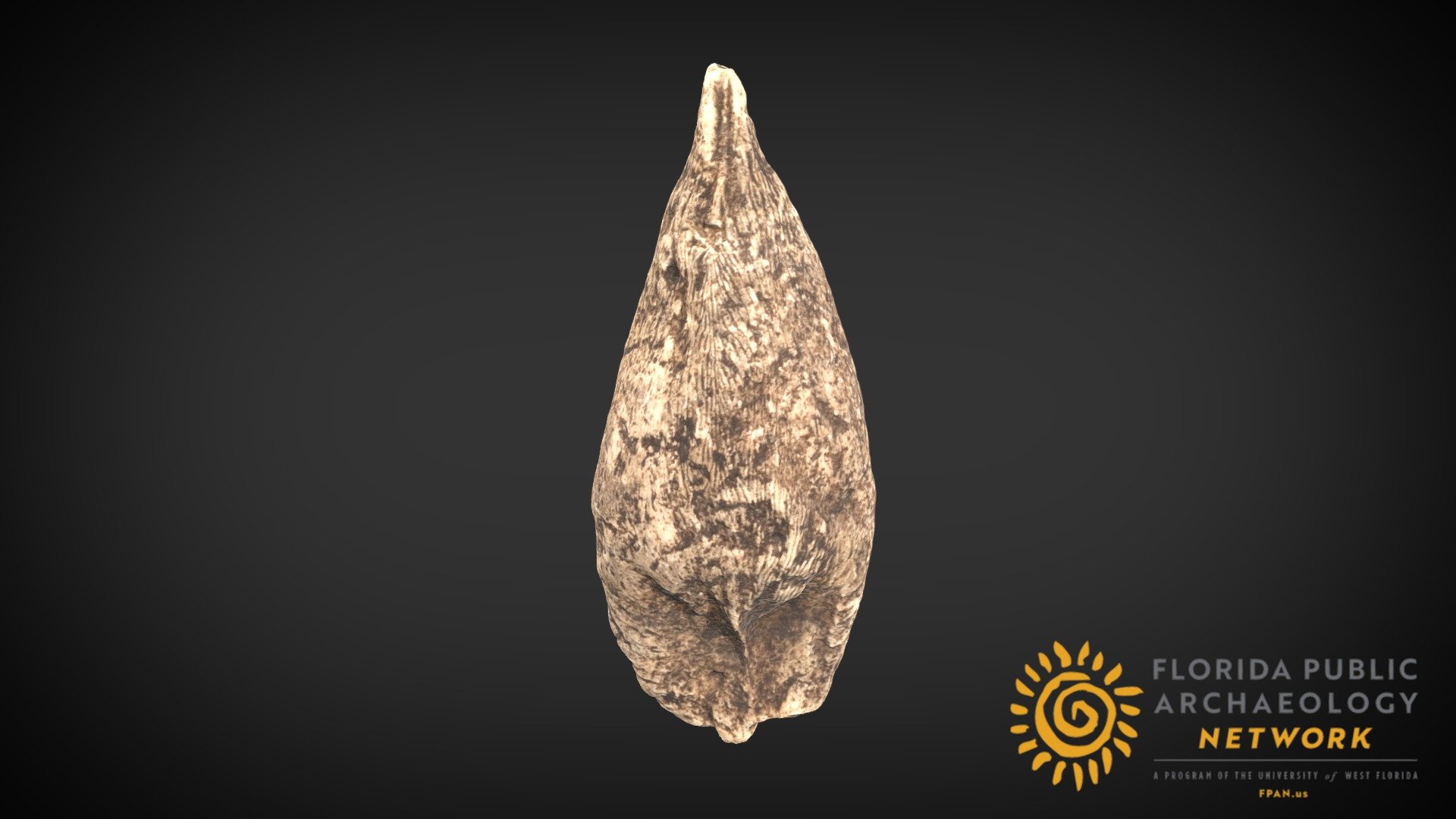 pneumatic Bone- Jack Crevalle (Caranx hippos) - Download Free 3D model ...
