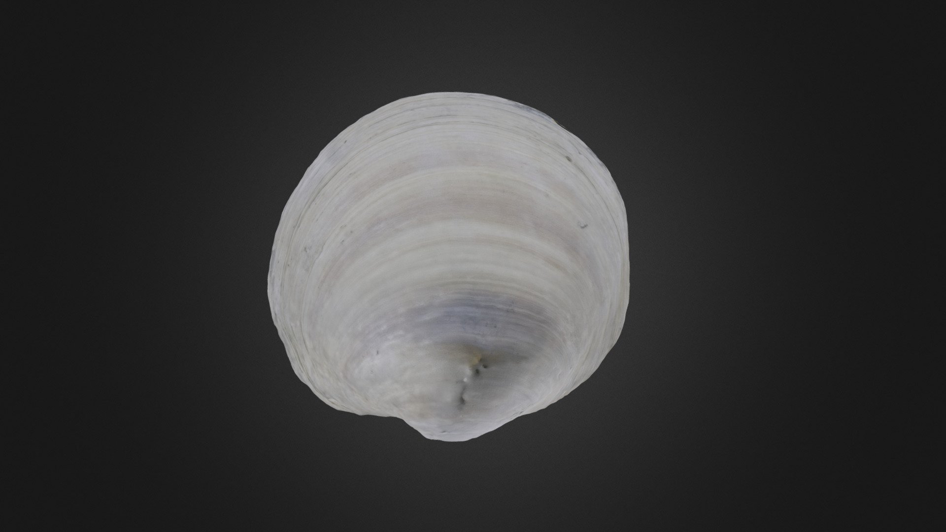 Bivalve: Anodontia alba (PRI 40915) - Download Free 3D model by Digital ...