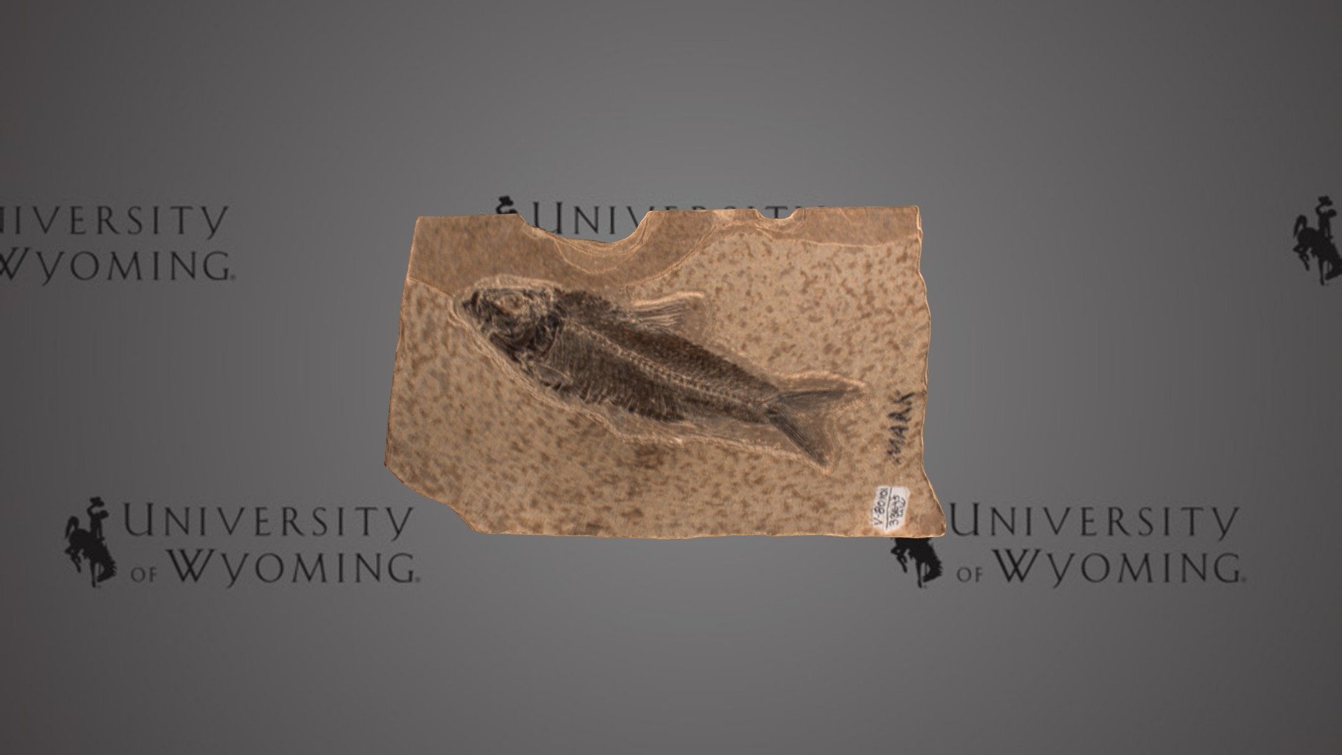 UW 33645 - Knightia sp., Skeleton - Download Free 3D model by ...