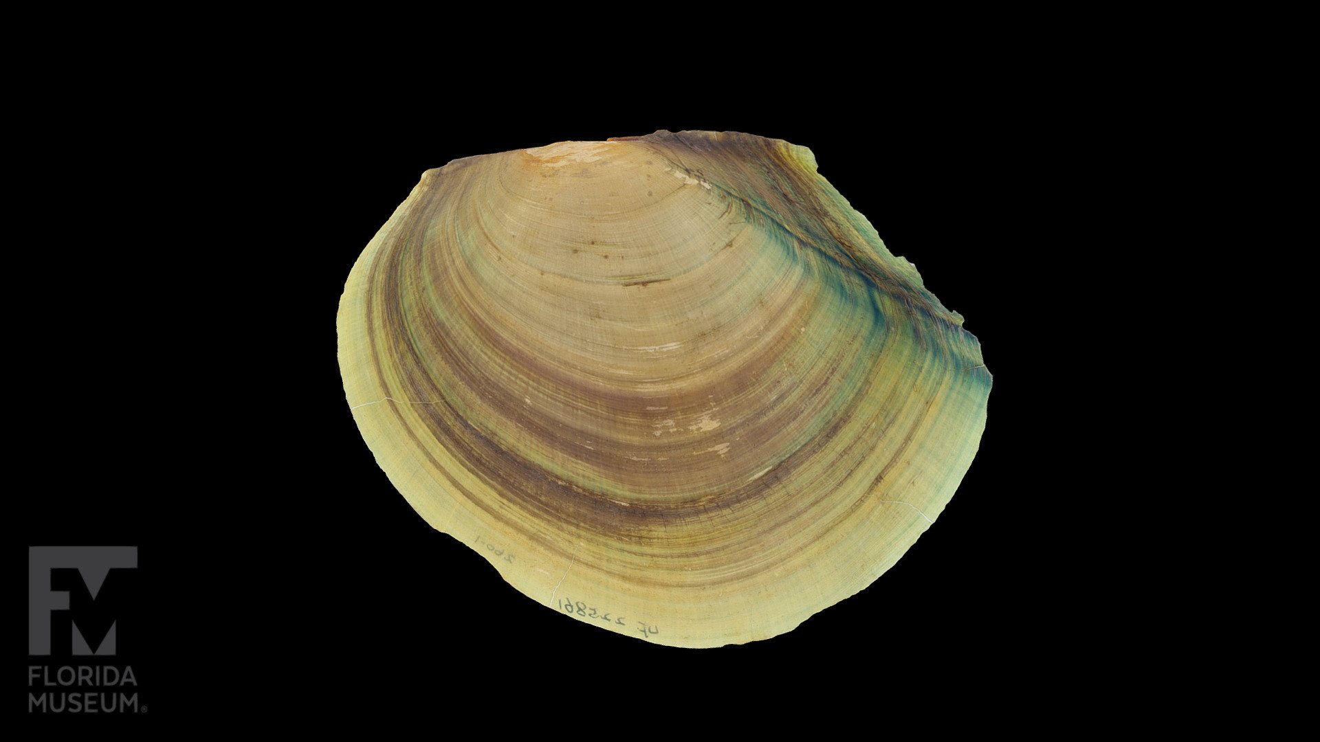 Flat floater - Freshwater Mussel - 3D model by FloridaMuseum [dee14ca ...