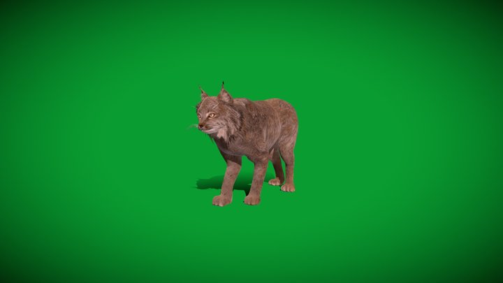 Canadian-lynx 3D models - Sketchfab