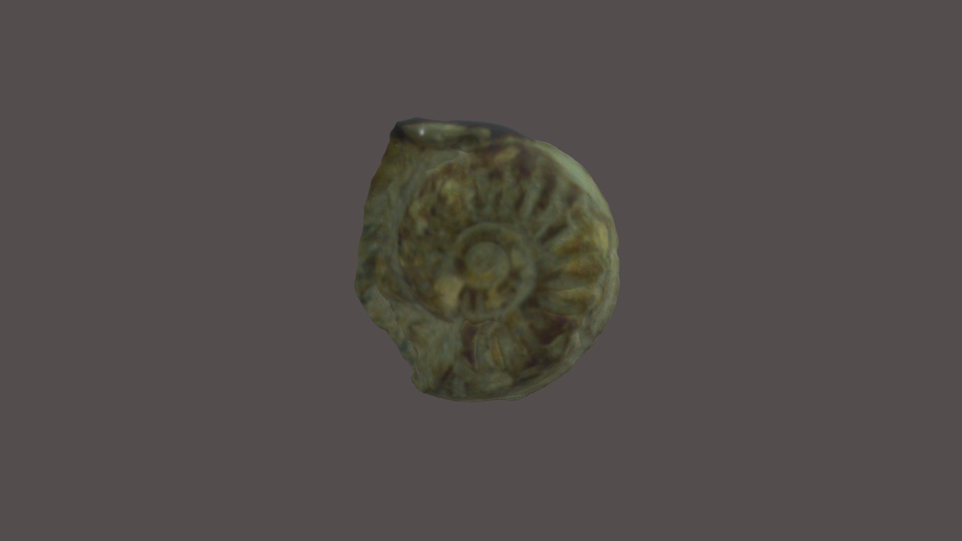 Fossil Shell - 3D model by Heritage 3D (@Heritage-3D) [dee2ec5] - Sketchfab