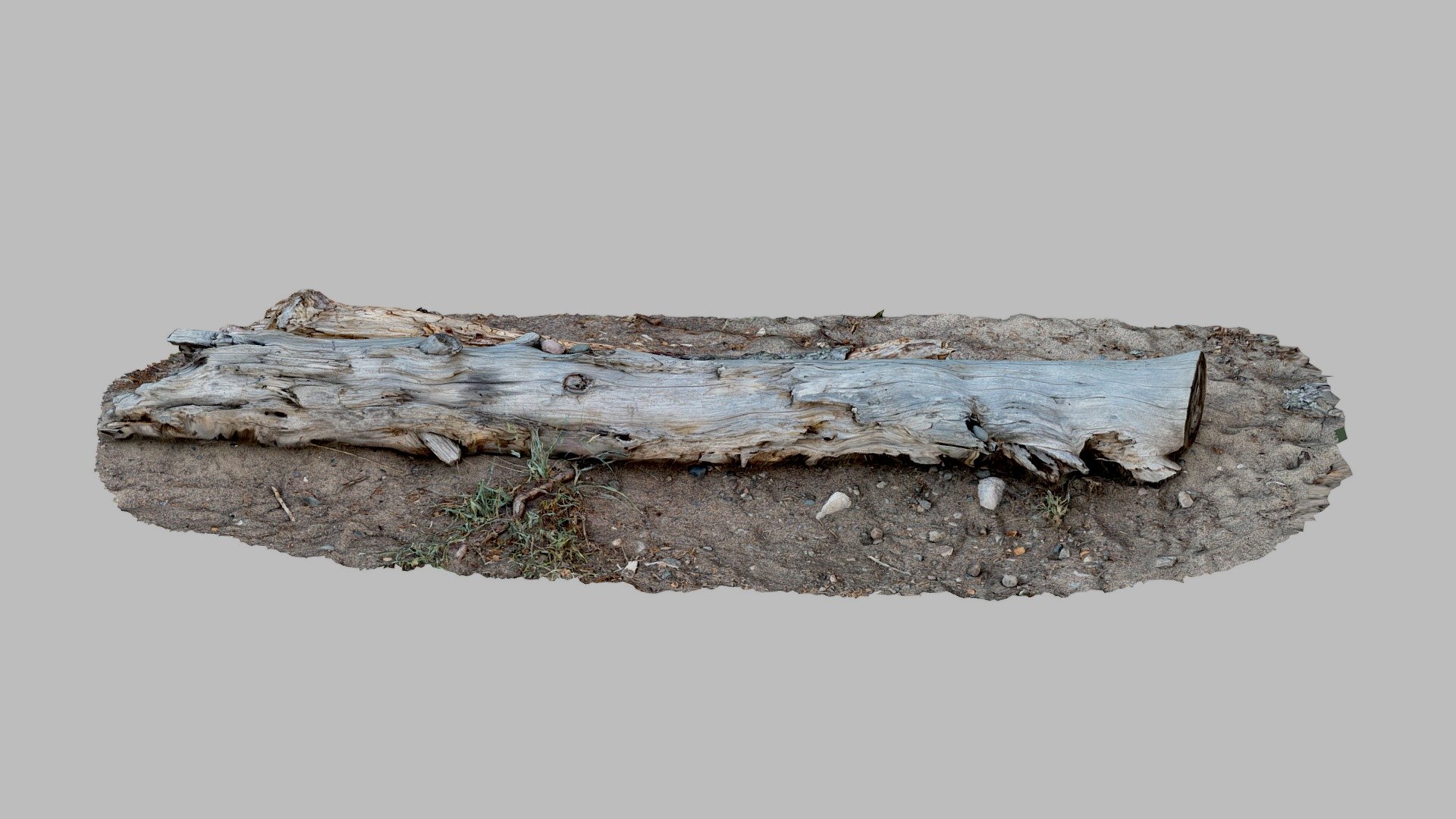 DEAD TREE TRUNK - 3D model by ray_tracer [dee435c] - Sketchfab