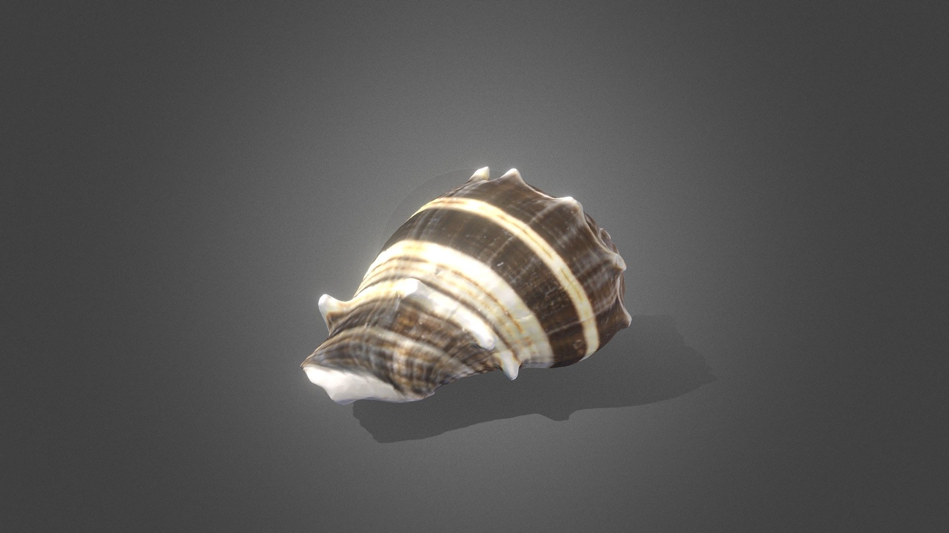 Shell ZB V2 - 3D model by Arthur NY (@ArthurYoung-Spivey) [dee4989 ...