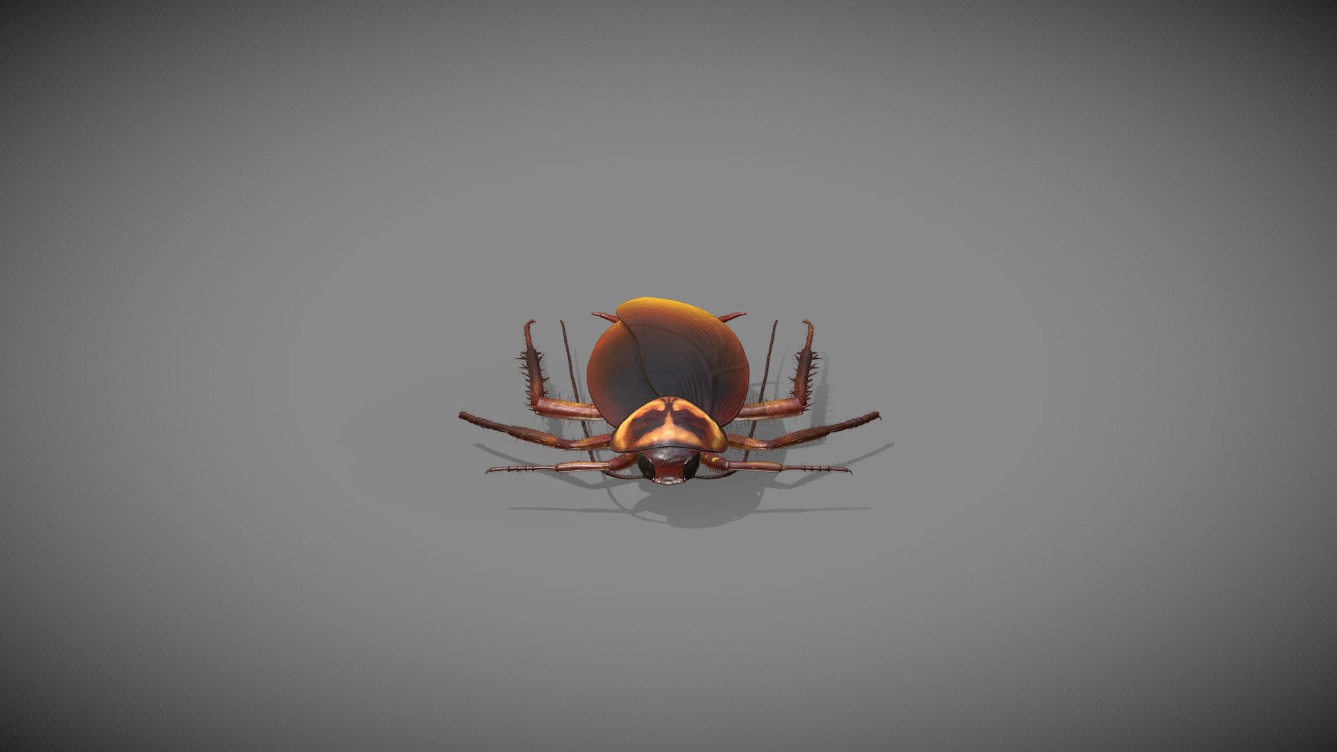 American cockroach - 3D model by Friden [dee70a7] - Sketchfab