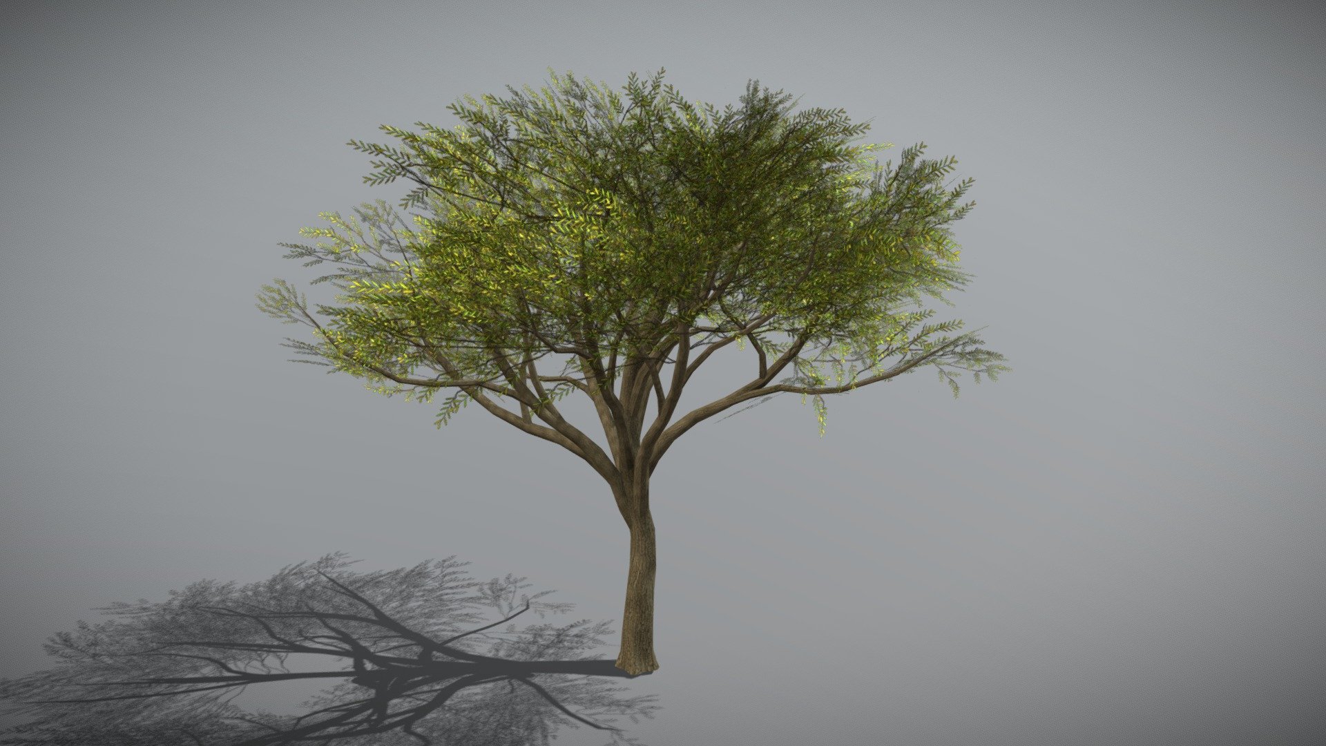 Acacia 3 (Animated Tree) - Buy Royalty Free 3D model by bsp [dee7dcc ...
