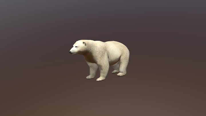 Bear 3D models - Sketchfab
