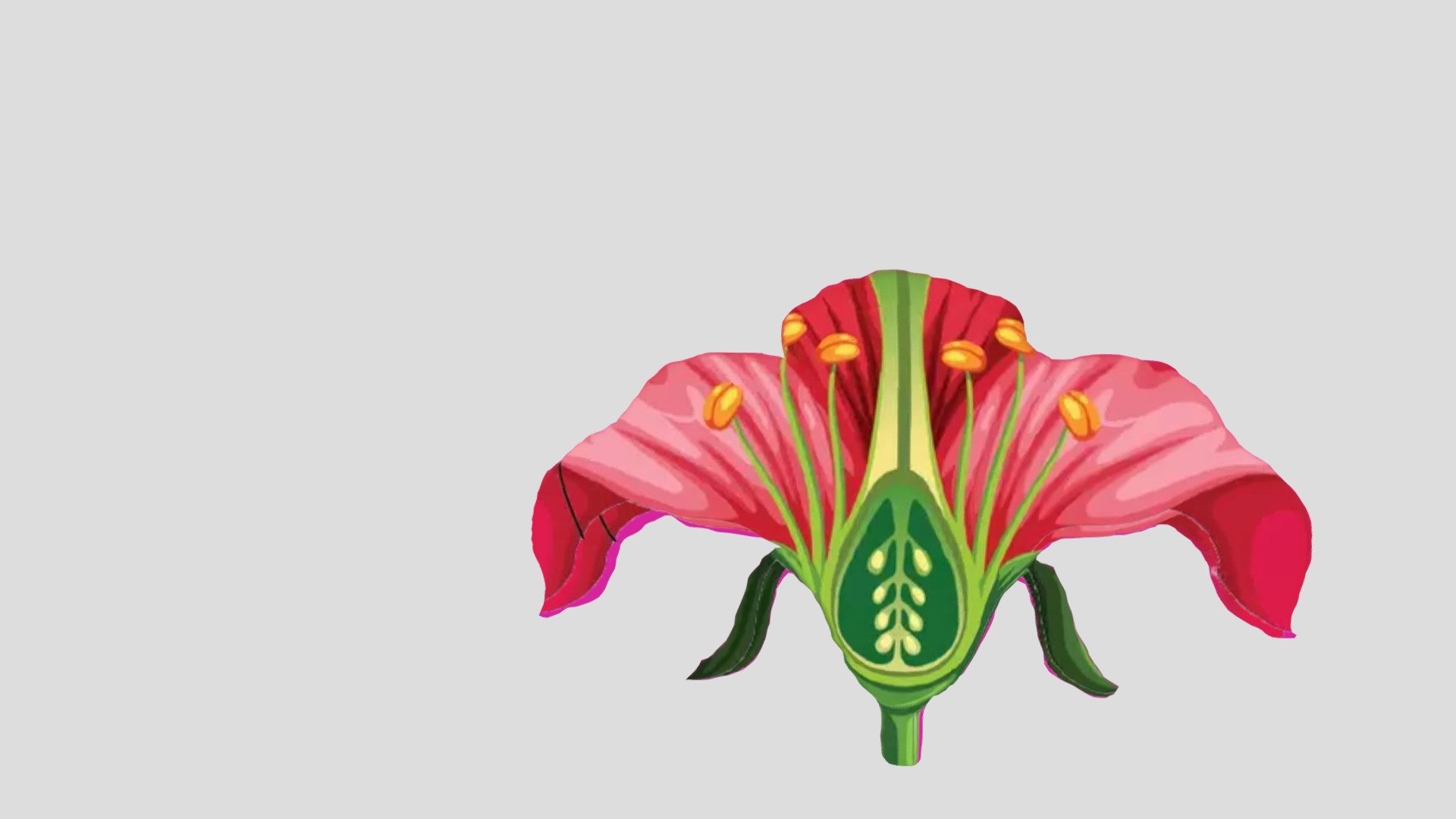 Bagian-bagian Bunga_ Silvina - Download Free 3D model by silvina362 ...
