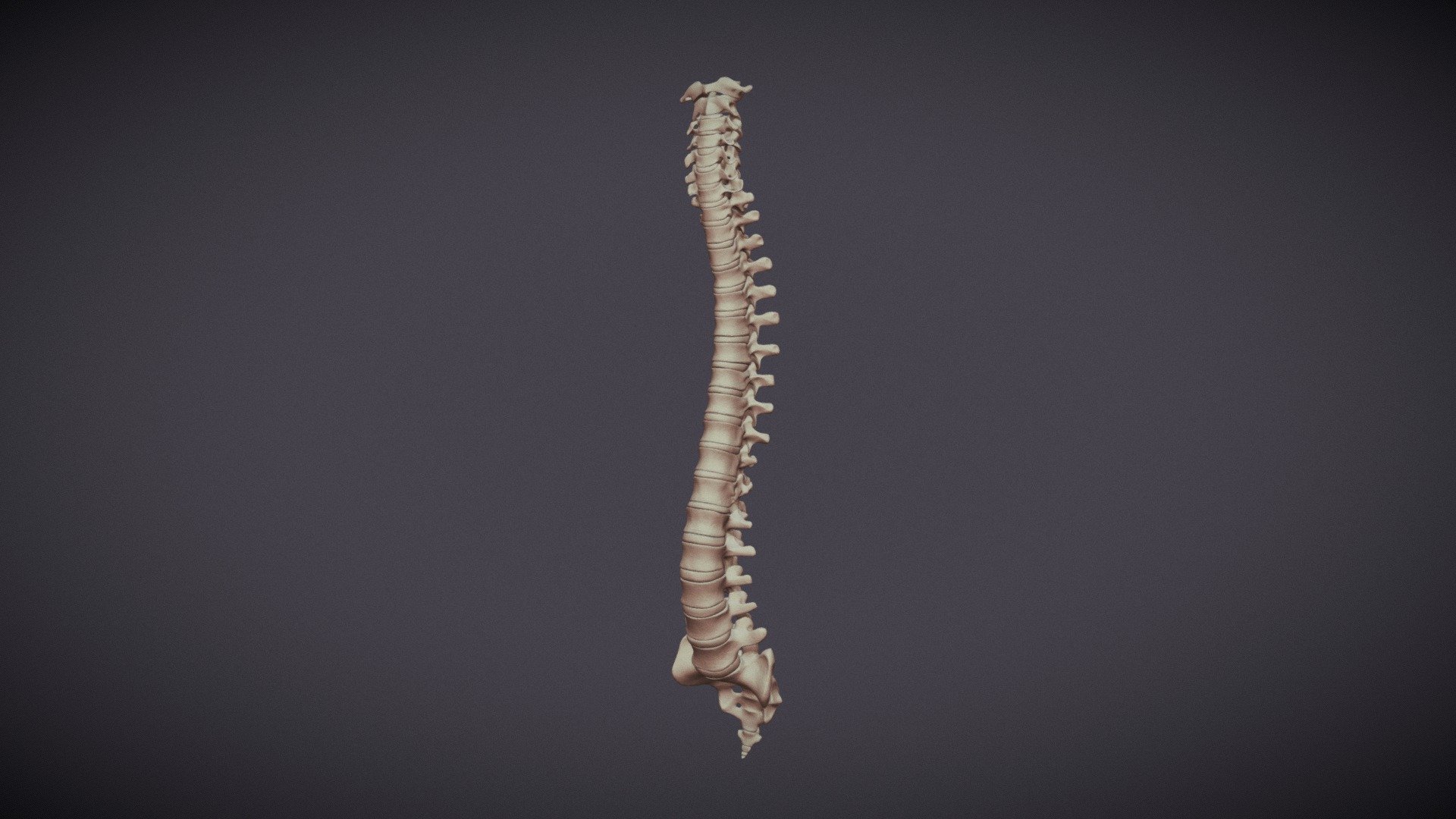 Spine - 3D model by Petri Liuhto (@petri.liuhto) [deede80] - Sketchfab