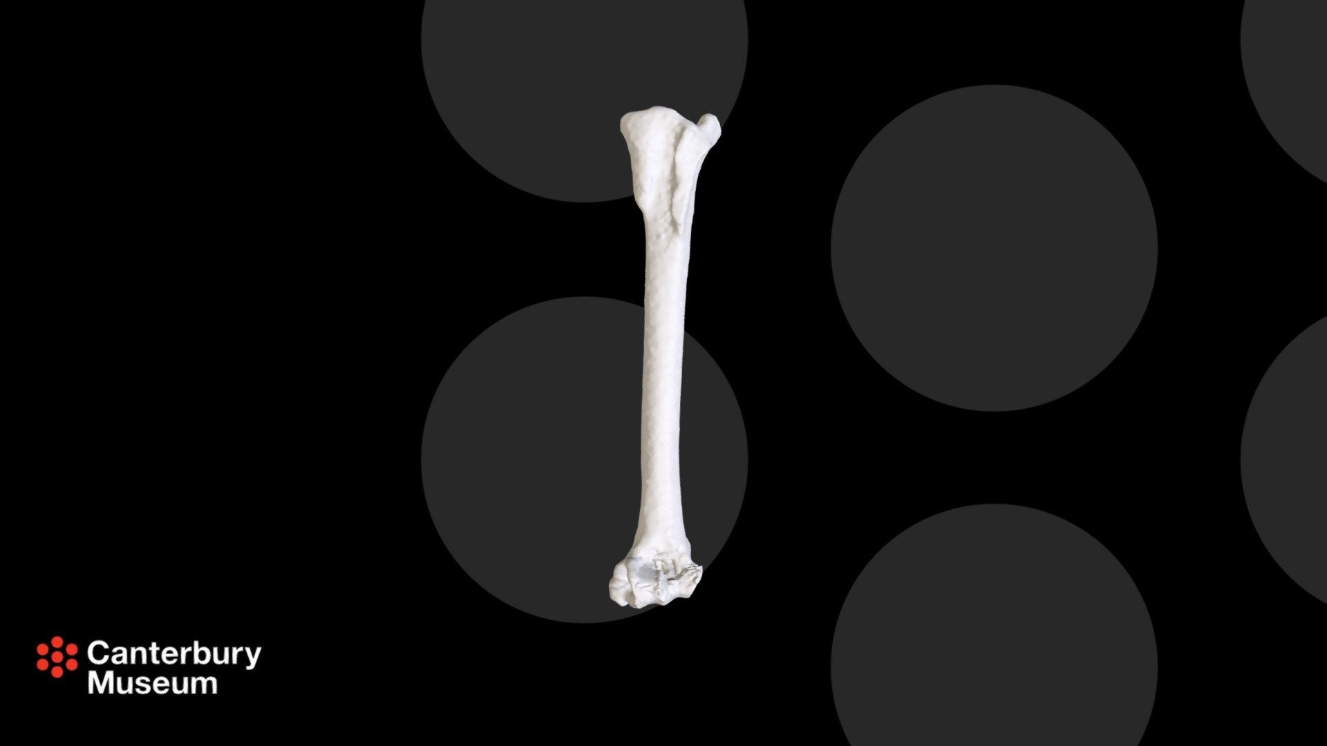 Short-tailed Bat (Mystacina tuberculata) humerus - 3D model by ...