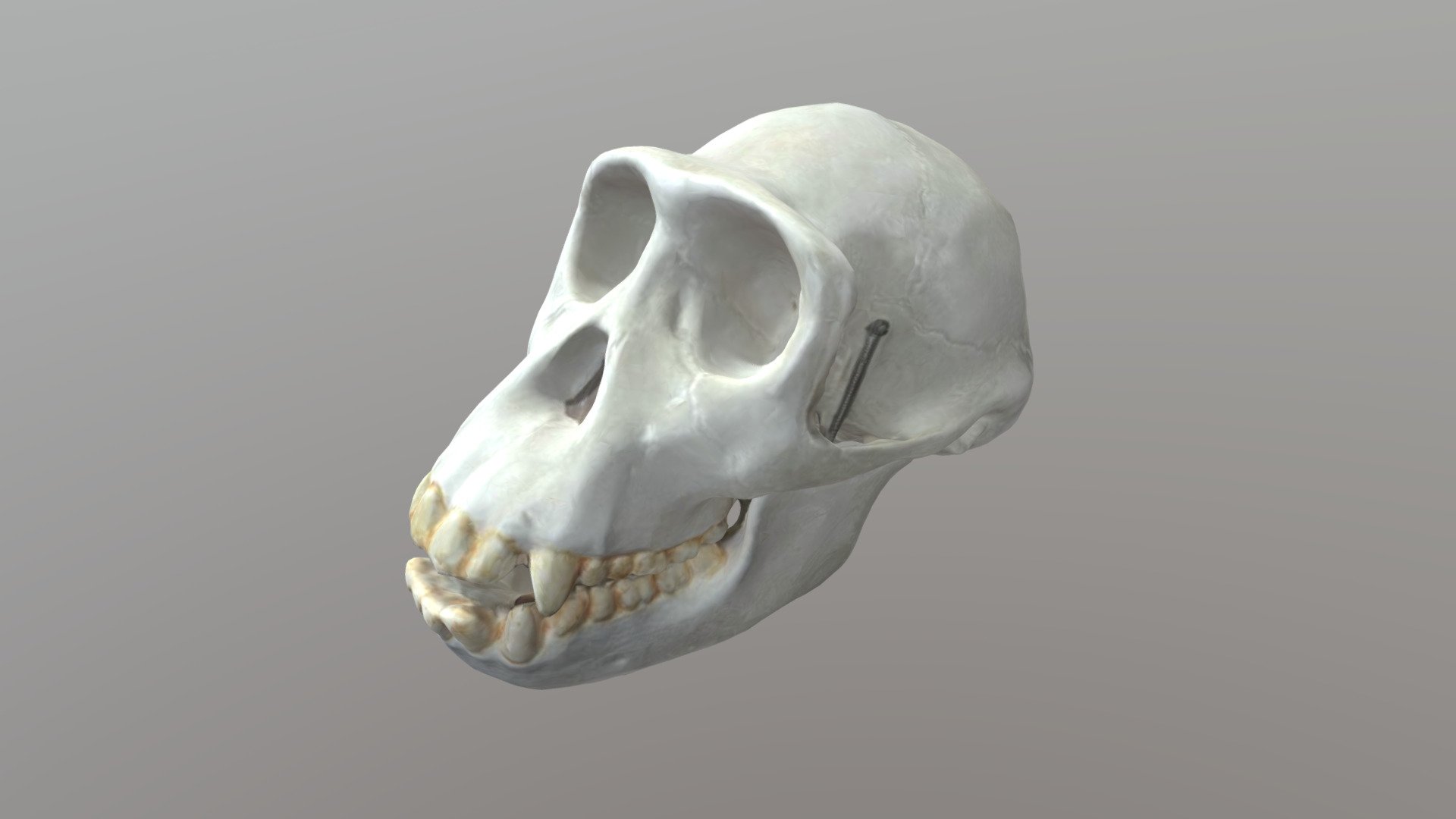Crâne de Bonobo - Download Free 3D model by Tavernier Amaury ...