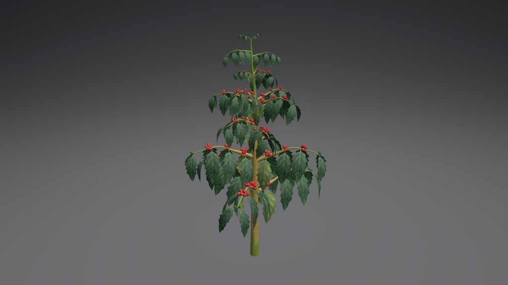 Coffee plant - 3D model by Cengkerik (@backbone) [def8f77] - Sketchfab