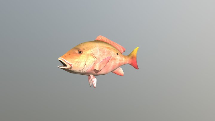 Pargo 3D models - Sketchfab