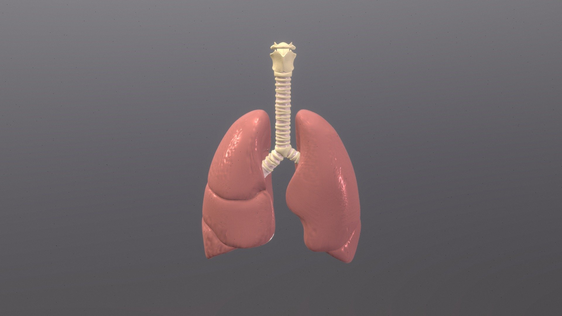 Larynx, Trachea, & Lungs - 3D model by annamaxine [df03fe4] - Sketchfab