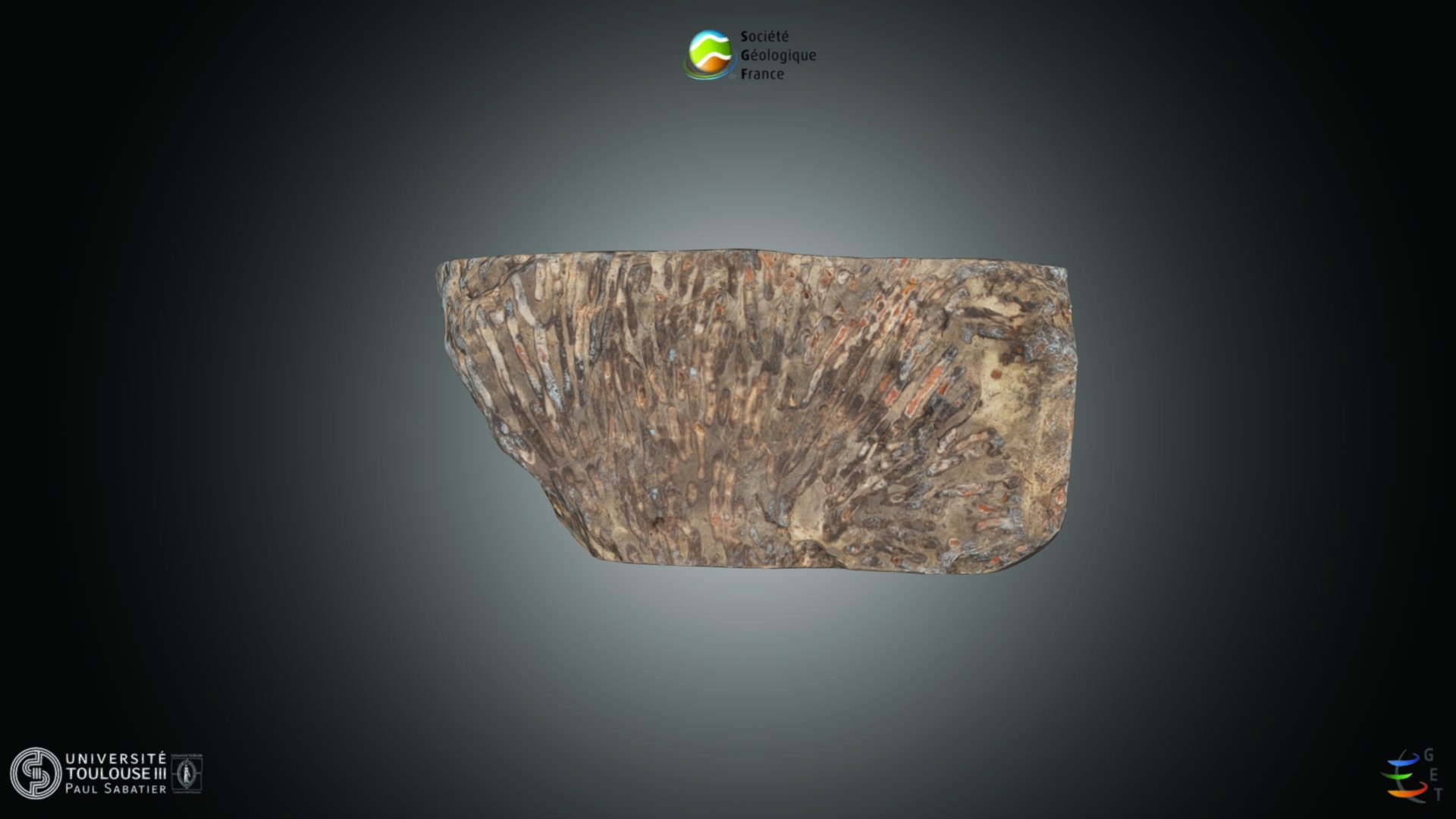 Cnidaire - Corail B - Download Free 3D model by Société Géologique de ...
