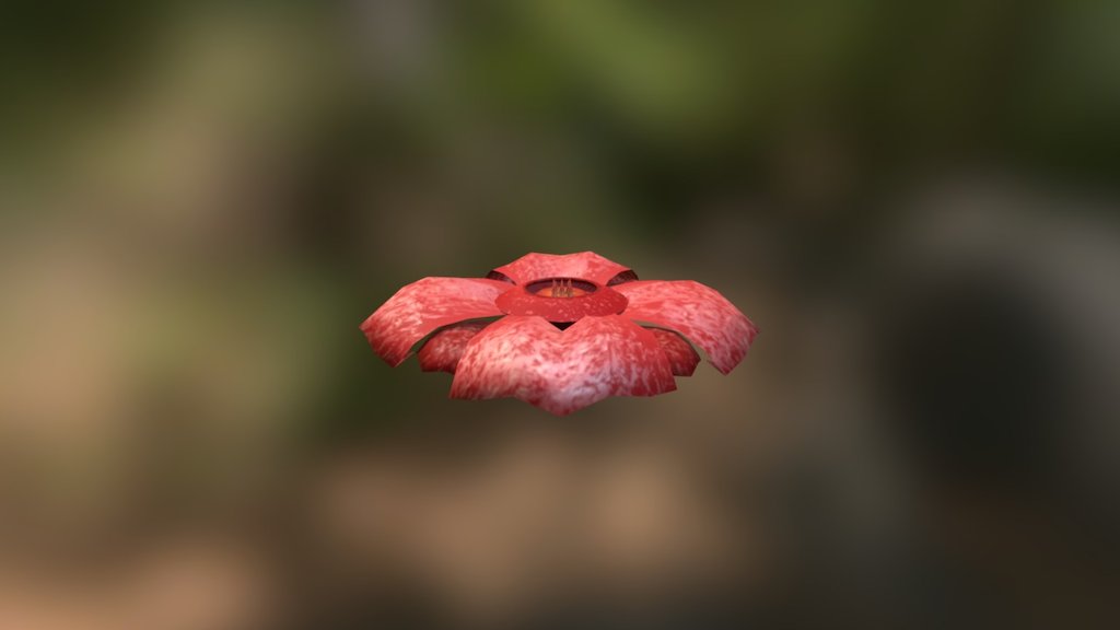 Rafflesia - 3D model by Jotham Smith (@jotamo) [df0636c] - Sketchfab
