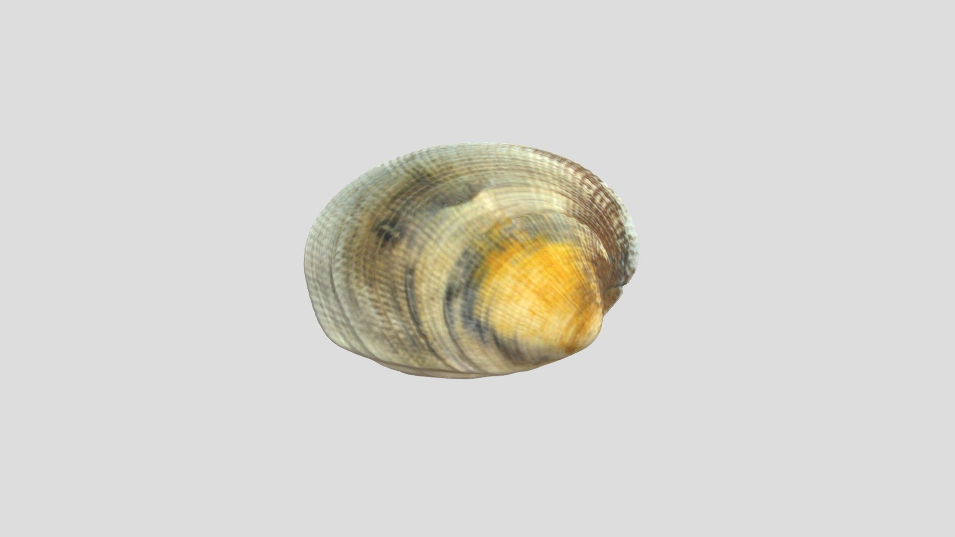 Shell 2 - 3D model by Aberdeen City Libraries (@AberdeenCityLibraries ...