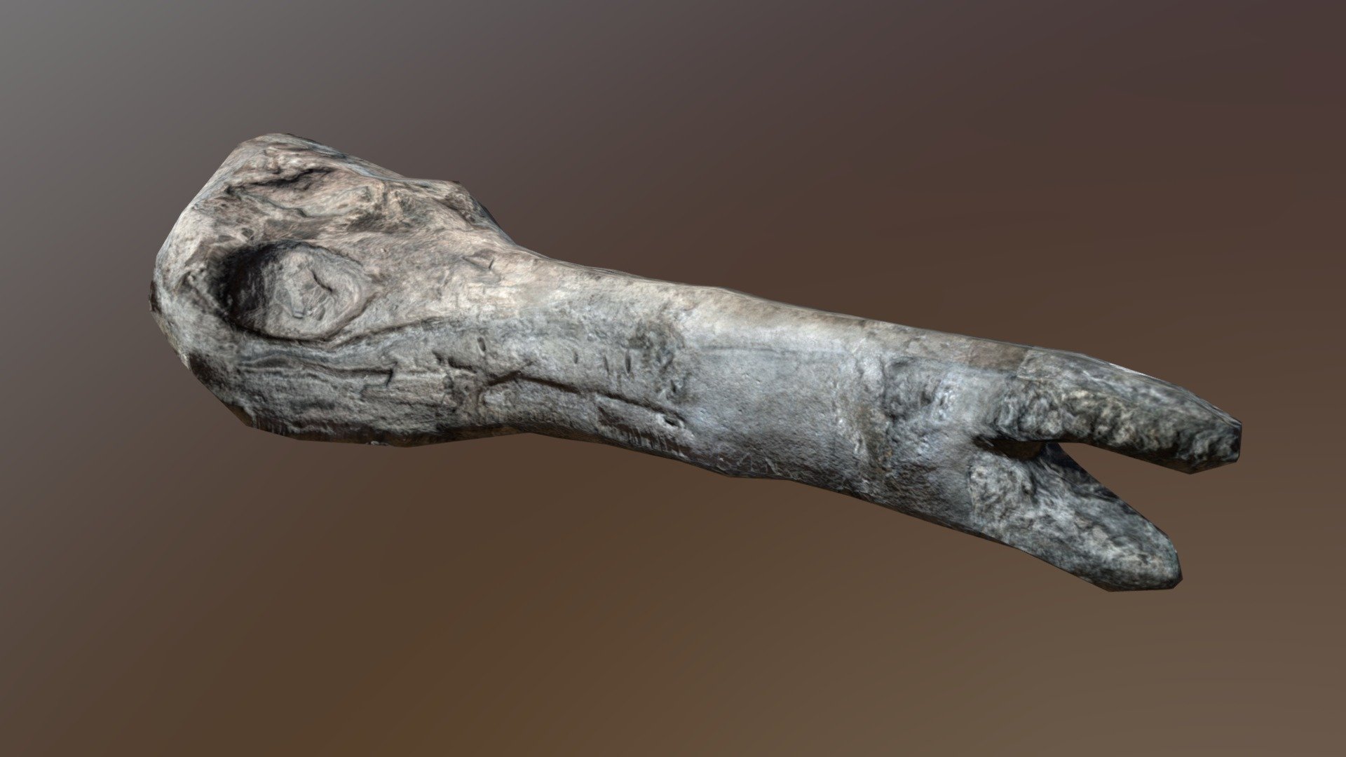 Skull Ichthyiosaurus - 3D model by Christian Maund (@Christian_Maund ...