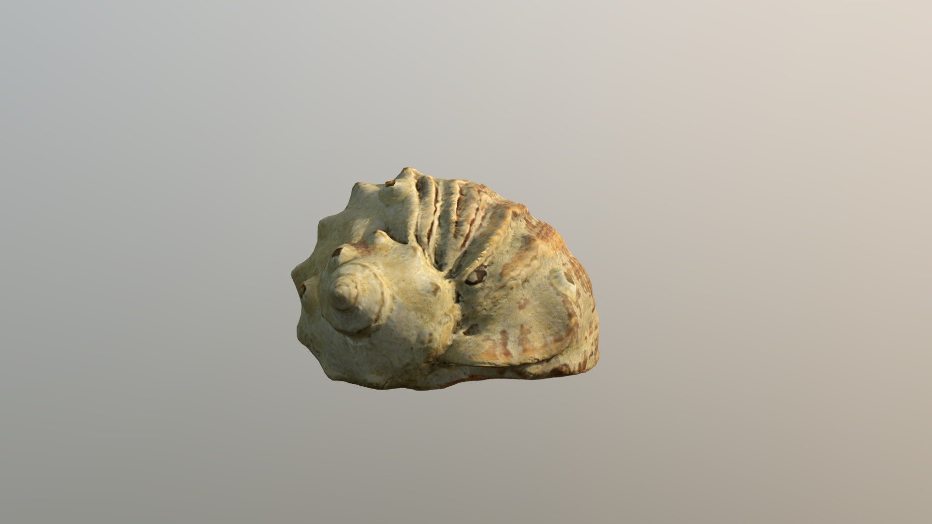 Sea Shell - Download Free 3D model by rz [df15298] - Sketchfab
