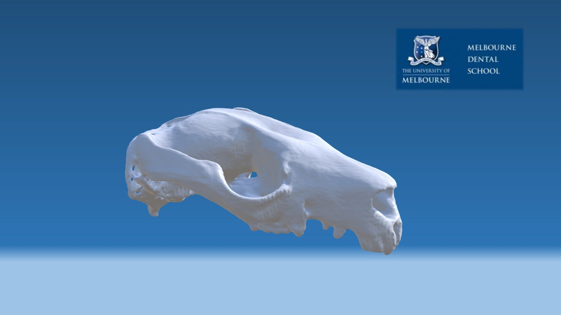 Possum Skull (2) - 3D model by Melbourne Dental School ...