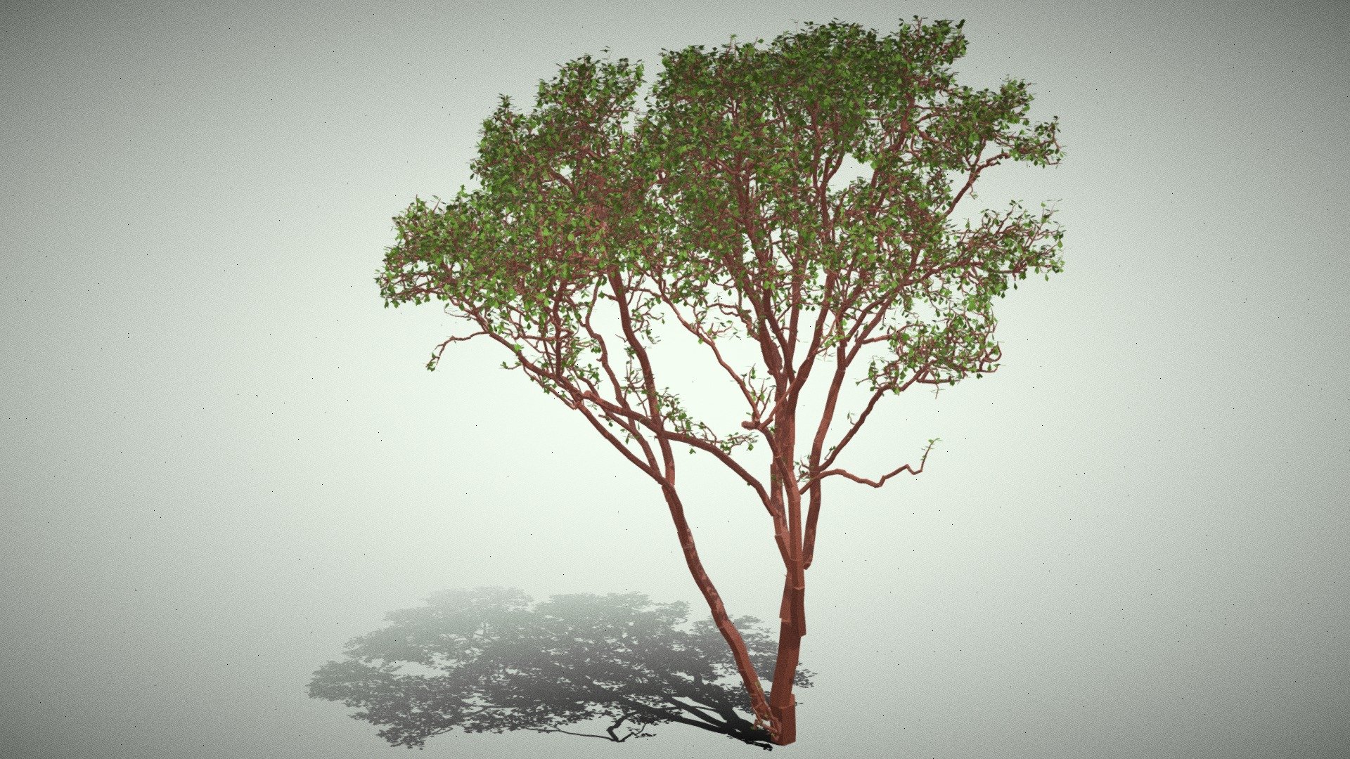 Temperate tree in Wytham Woods, UK - 3D model by CAVElab (Ghent ...