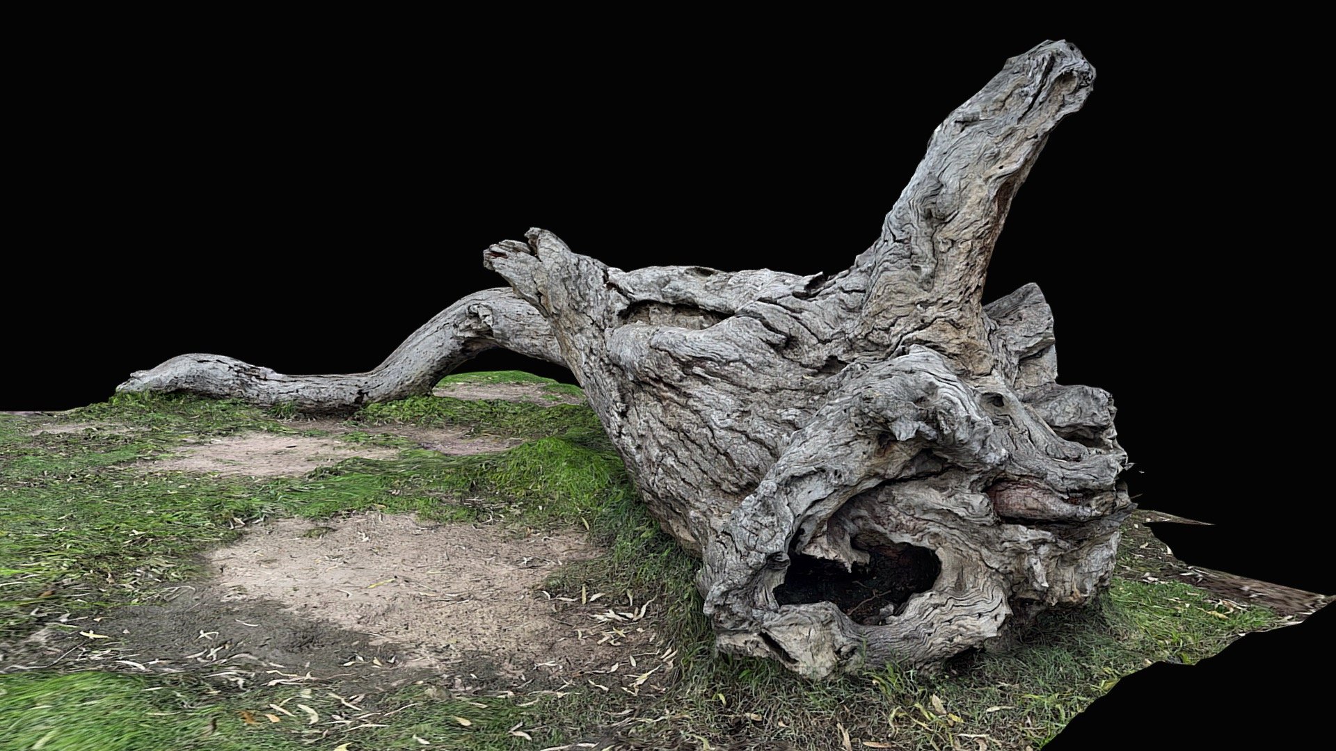 Fallen Tree - Download Free 3D model by Andrei Alexandrescu (@Andrei ...