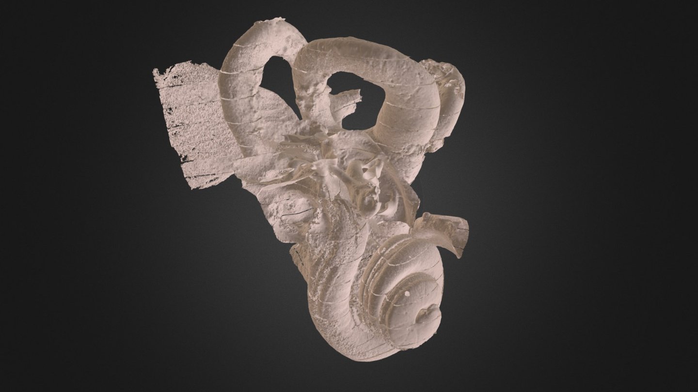 Inner Ear - 3D model by RPA IAS (@kai.cheng) [df2f125] - Sketchfab