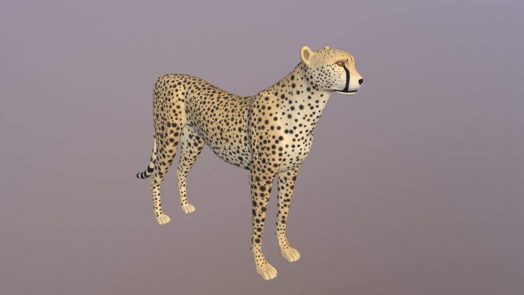 Cheetah - 3D model by Carita Mutikainen (@caritam) [df2f406] - Sketchfab