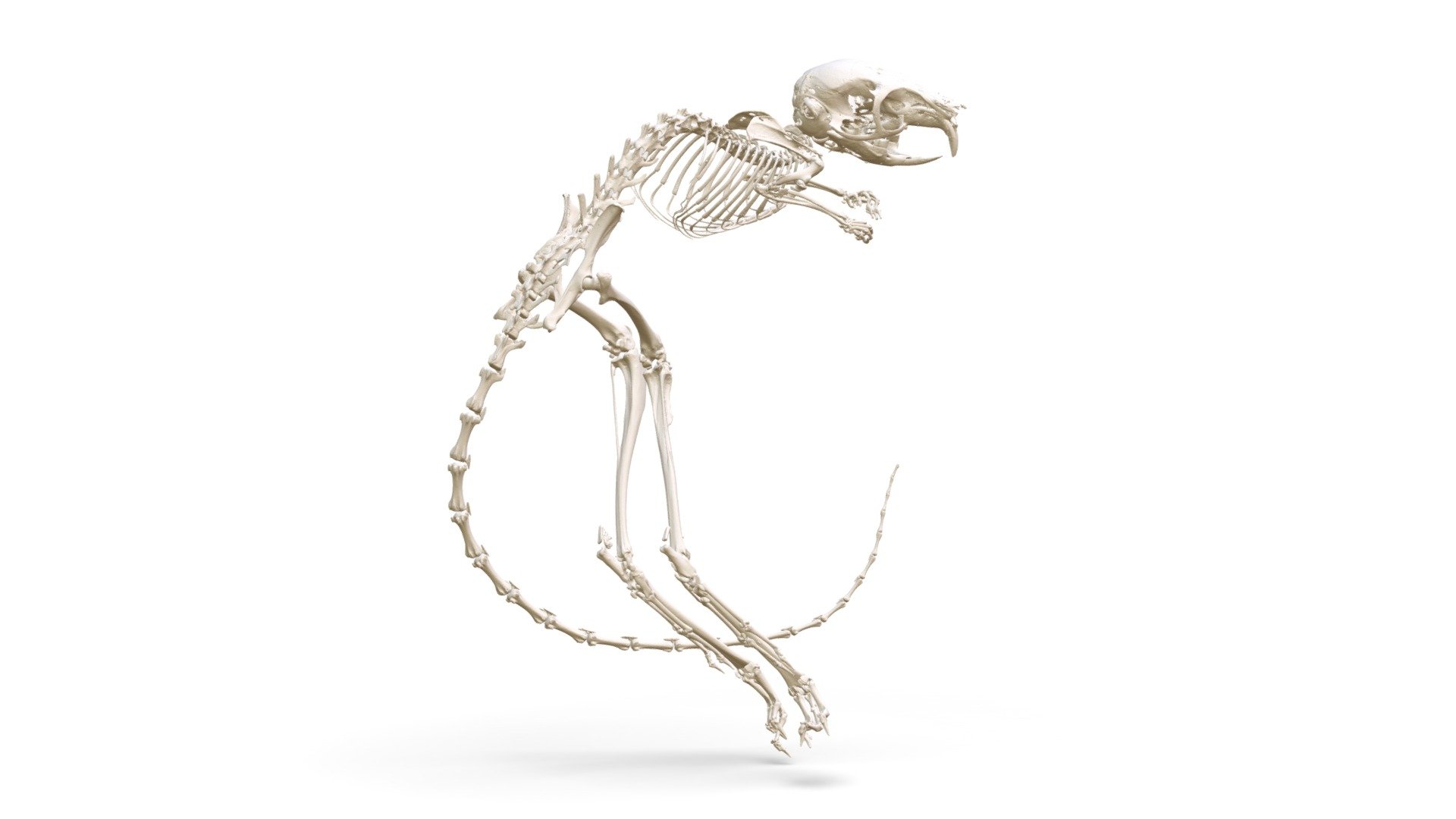 Allactaga bullata (MSB:Mamm:224996) - 3D model by Biodiversity [df359aa ...
