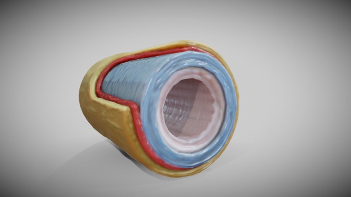 Collagen 3D models - Sketchfab