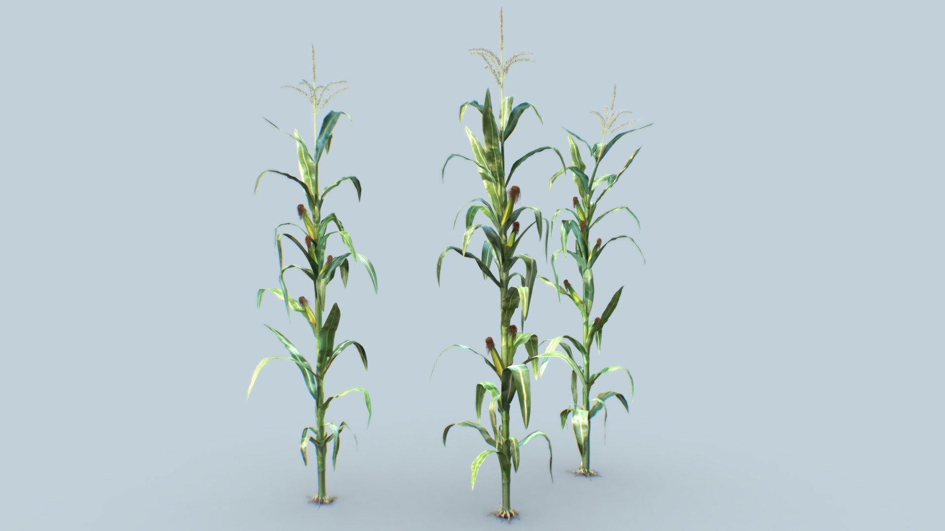 Corn - 3D model by Sanya Laneev (@lansvision2) [df3a9f1] - Sketchfab