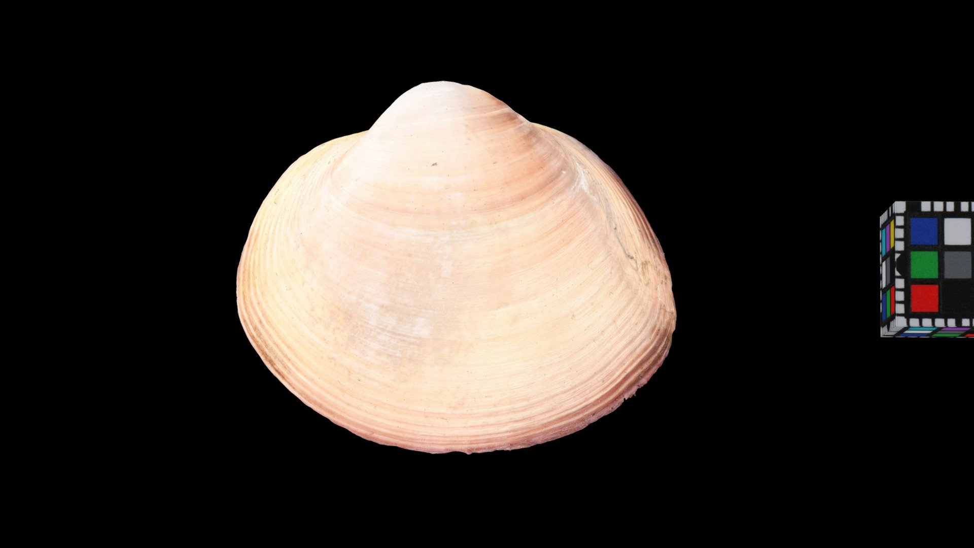 シオフキ Surf Clam, Mactra veneriformis - Download Free 3D model by ffish ...
