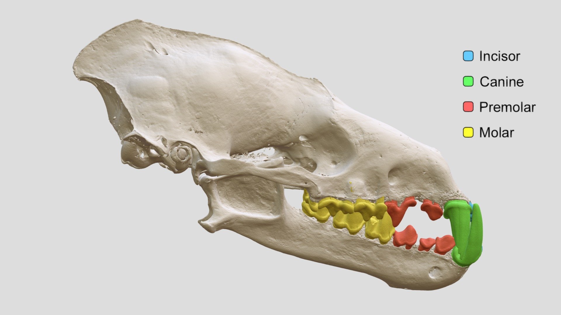 Vampyrum spectrum (MSB:Mamm:37722) - 3D model by Biodiversity [df46fa1 ...