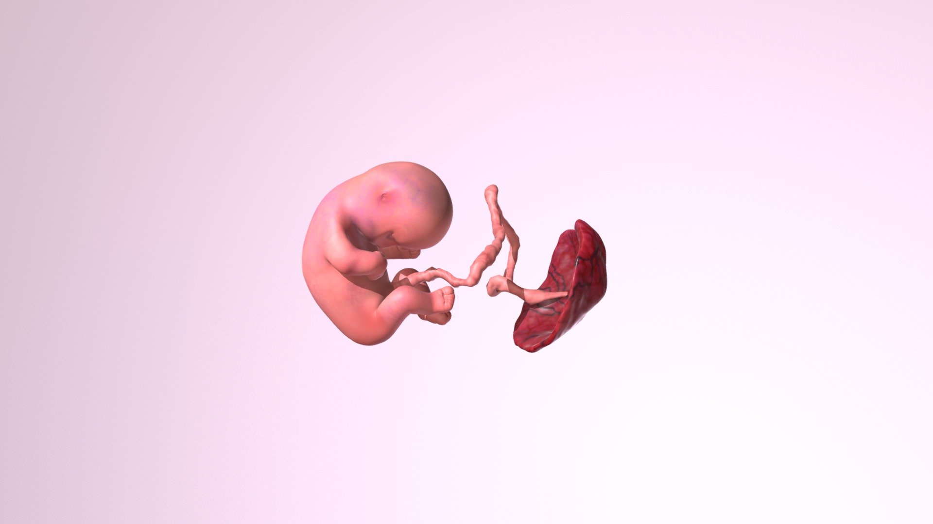 Human Fetal Development - 6-10 Weeks - 3D model by Vida Systems ...