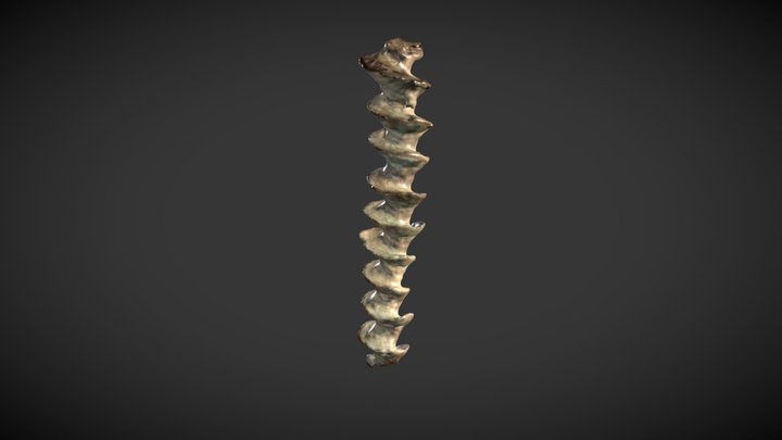 Paleozoic 3D models - Sketchfab