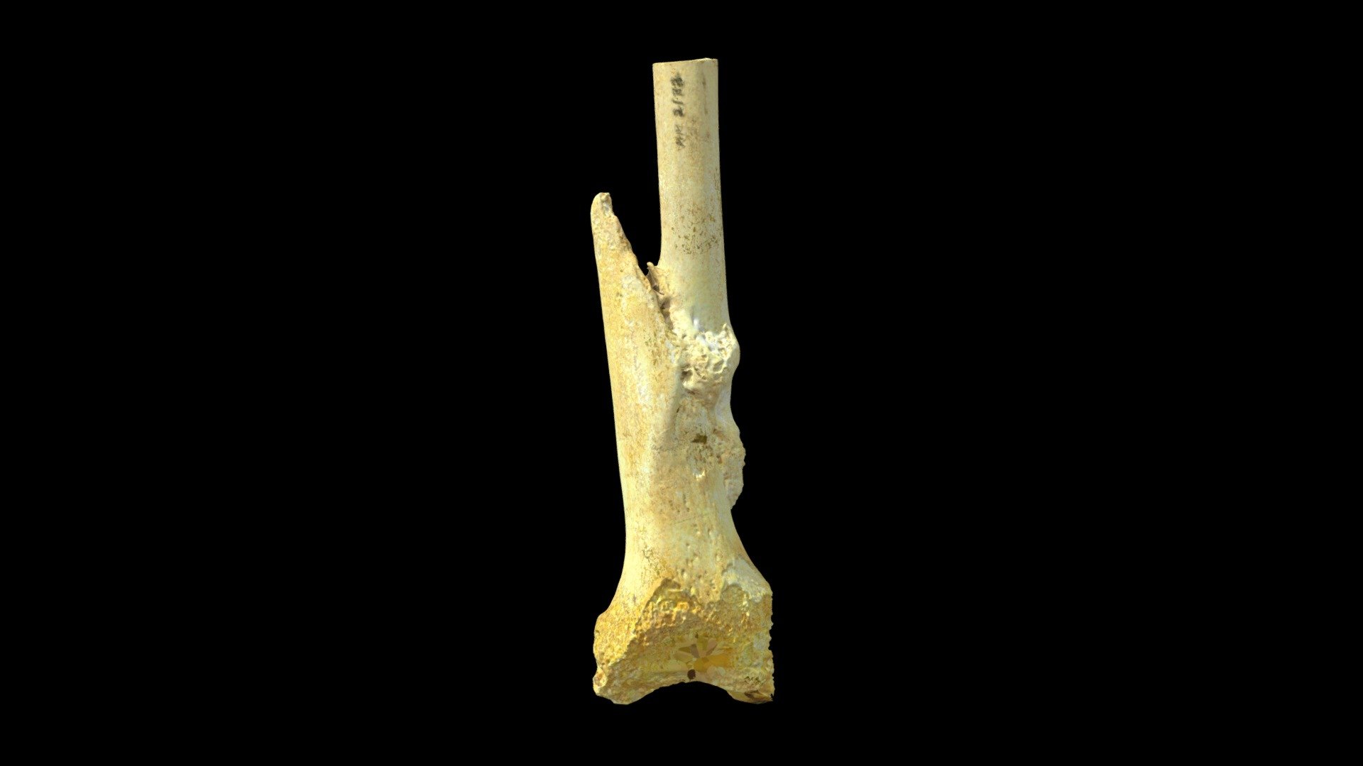 R Distal Femur w GSW (VCU_3D_4208) - 3D model by Virtual Curation Lab ...