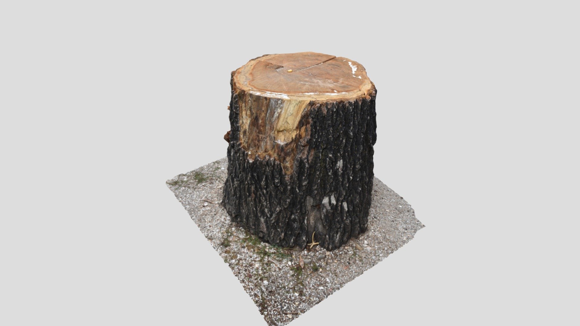 A Stump with Character - 3D model by Haydi Bravo (@jawaharlau) [df5332a ...