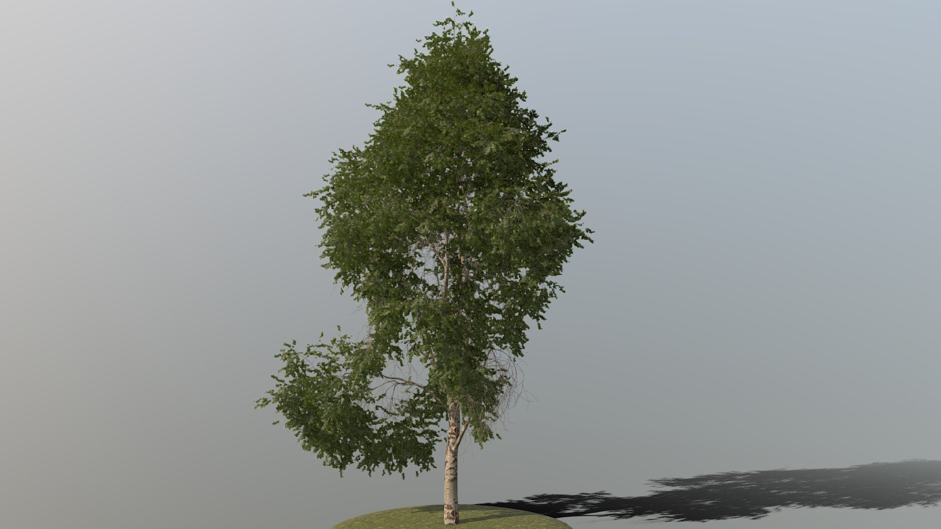 Birch Tree - Buy Royalty Free 3D model by Studio Lab (@studiolab.dev ...