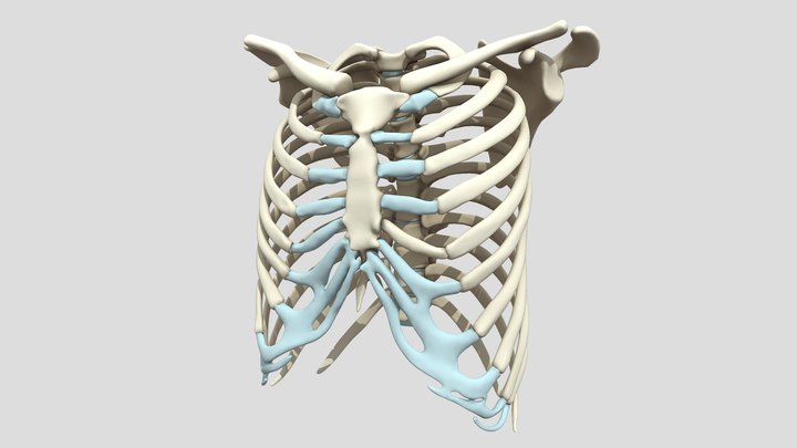 Ribcage 3D models - Sketchfab