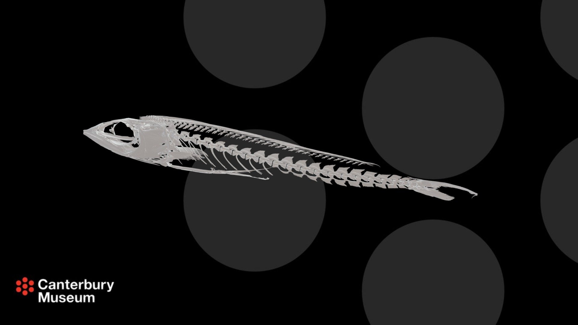 Atlantic blue marlin (Makaira nigricans) - 3D model by Canterbury ...