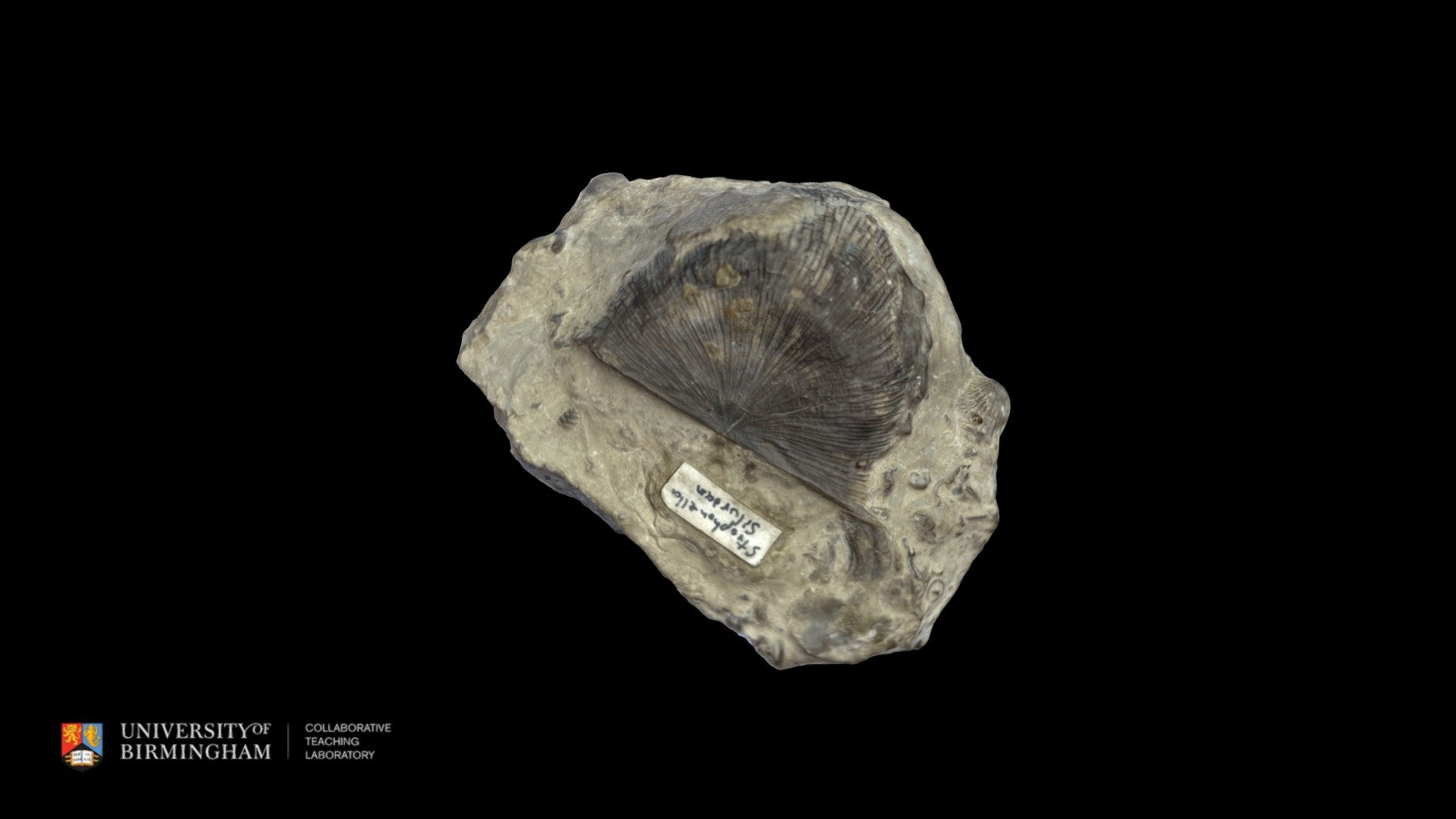 Brachiopod: Strophonella - Download Free 3D model by CTL, University of ...