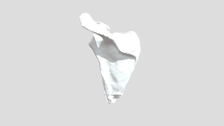 Acromion-process 3D models - Sketchfab