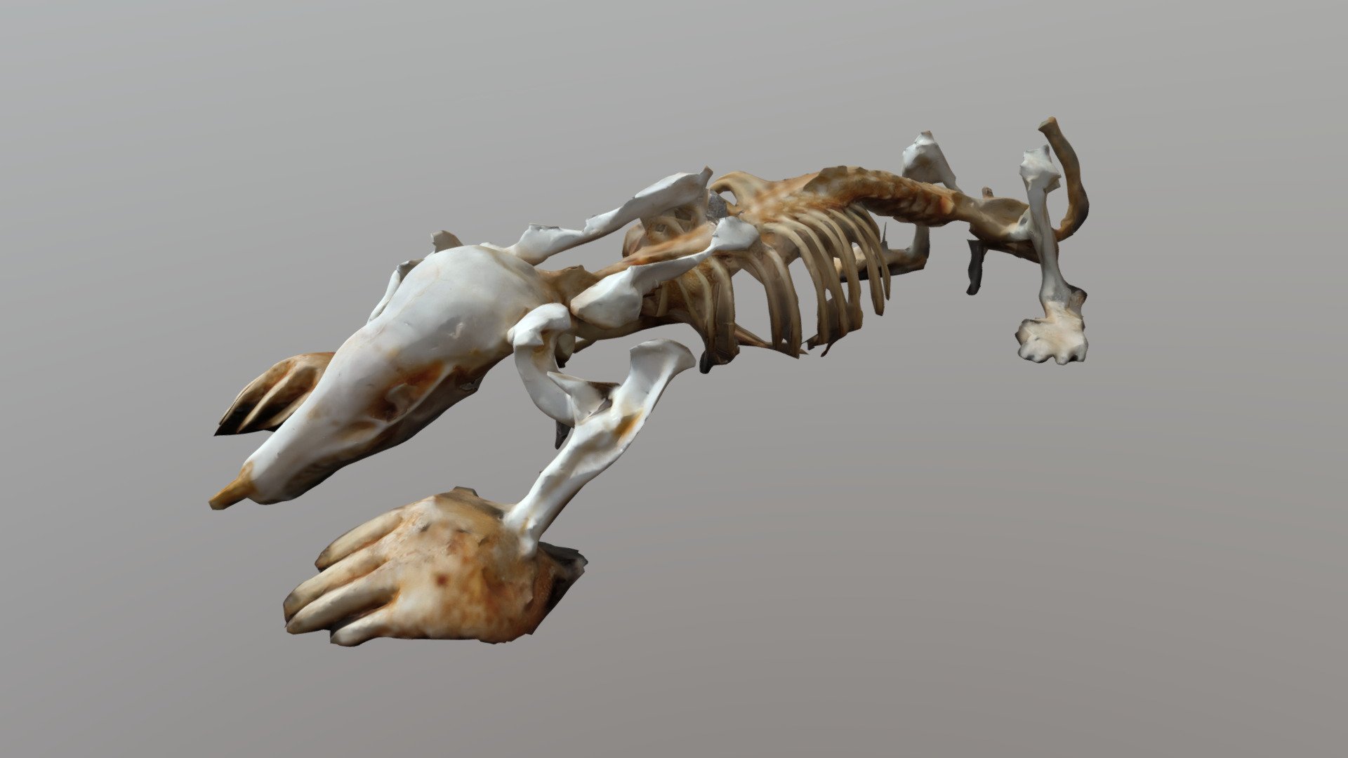 Taupe - Download Free 3D model by Tavernier Amaury (@svtavernier ...