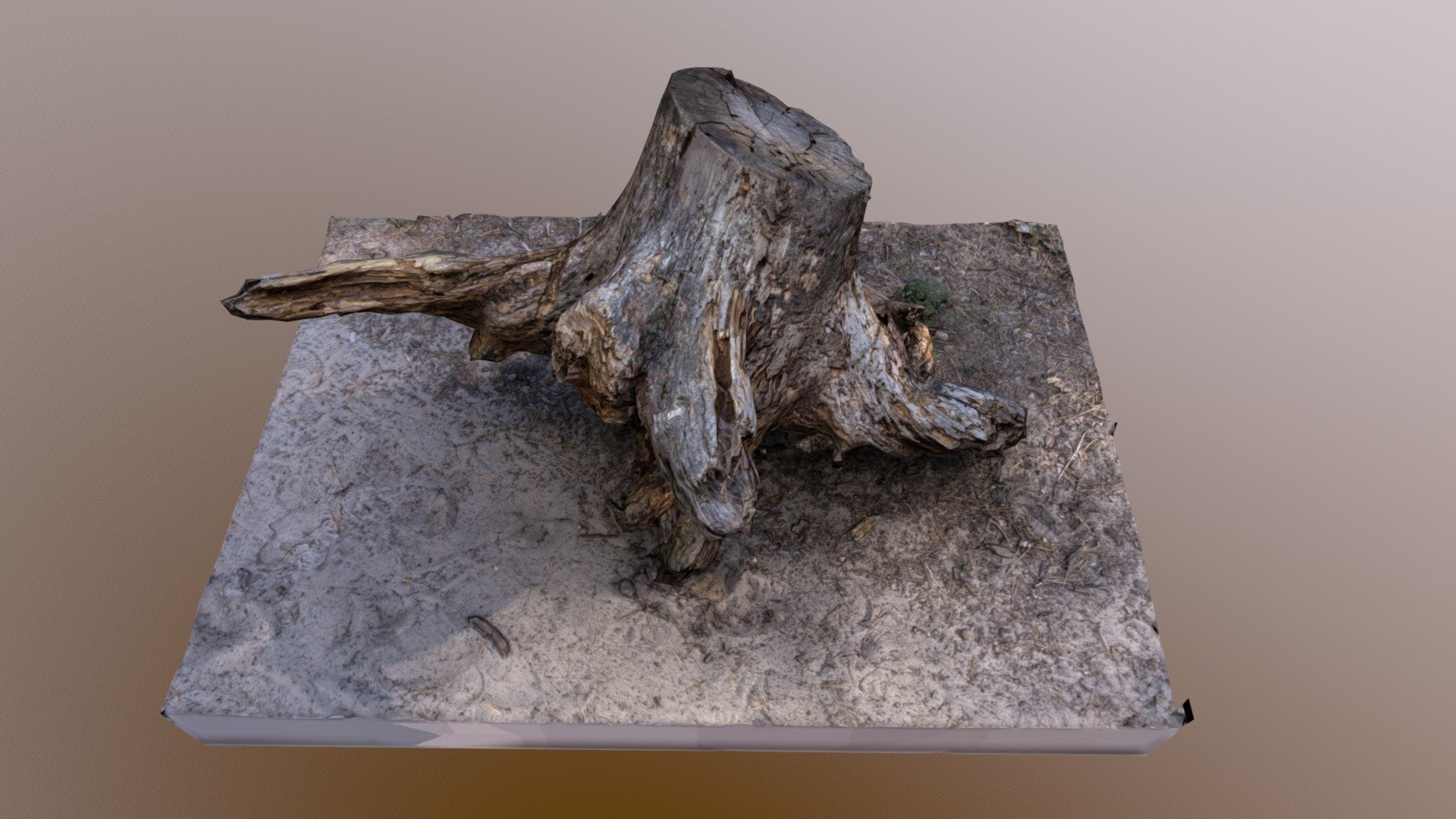 Tree stump scan - 3D model by Nick (@viewfrustum6) [df76619] - Sketchfab