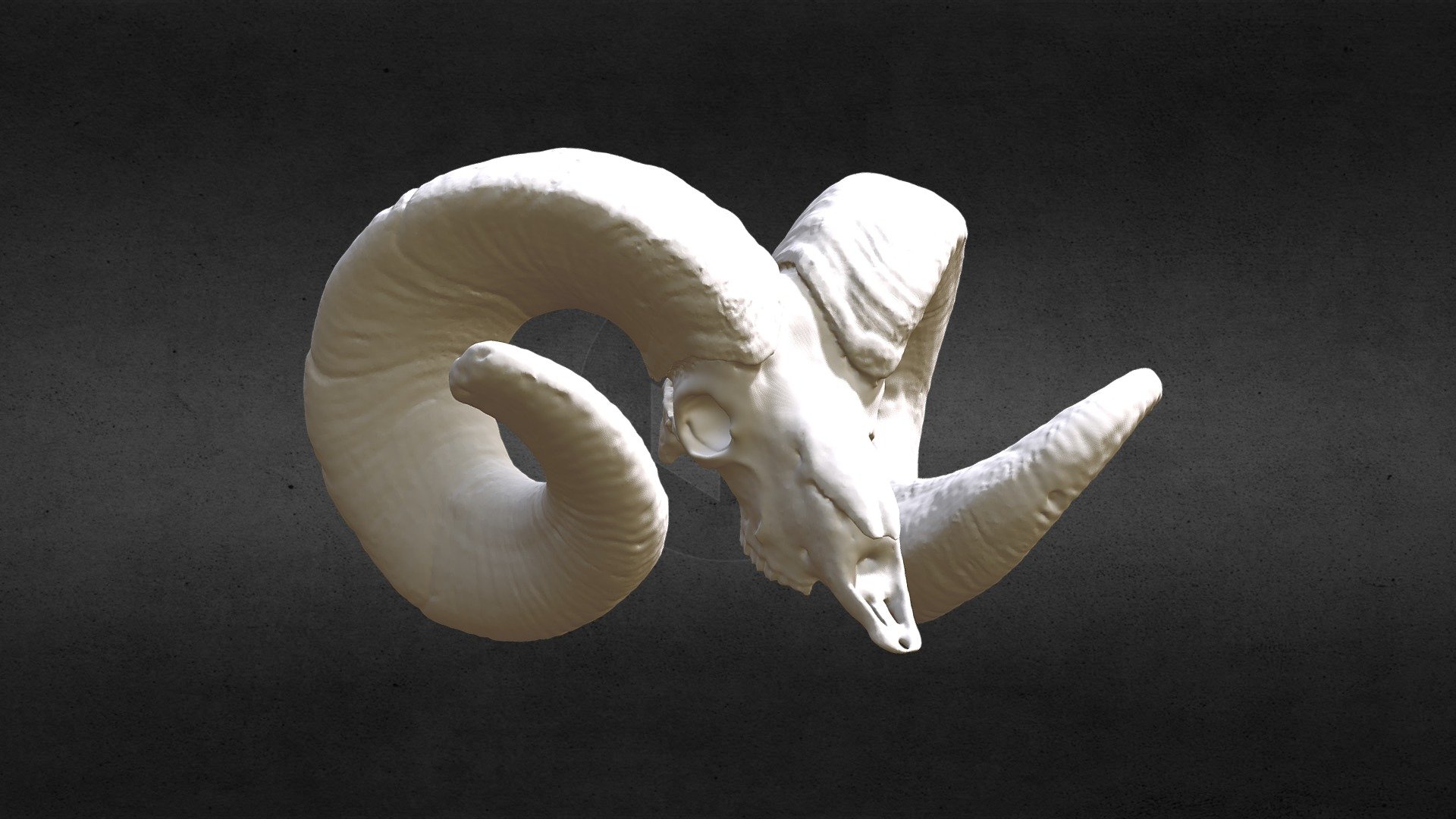 World Record Euro Big Horn Sheep Plastic Model - 3D model by 3D Big ...