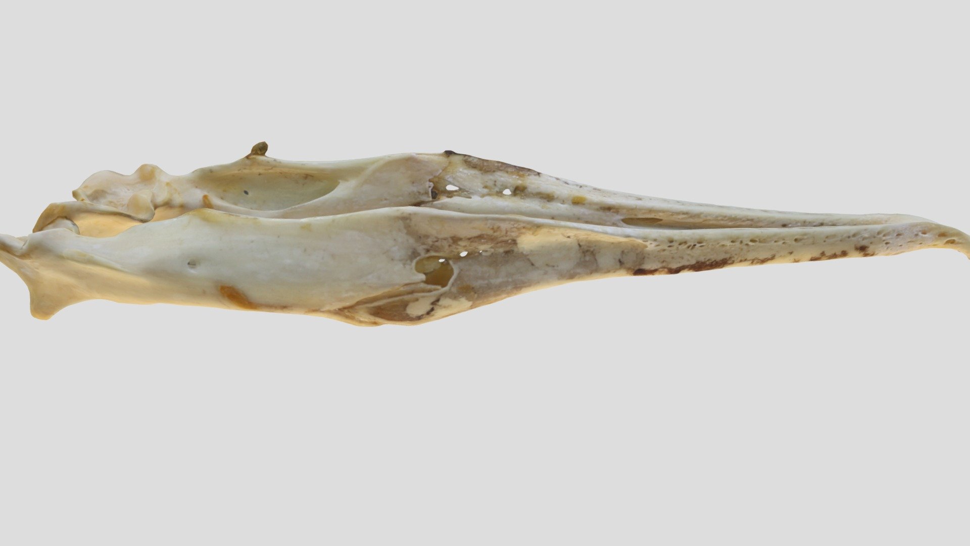 UWYMV:Bird:2328, Puffinus griseus, Mandible - Download Free 3D model by ...