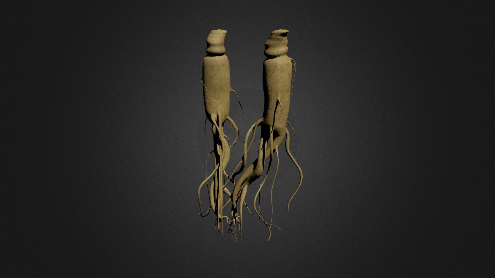Củ Sâm 3d Ginseng 3d Model Download Free 3d Model By Hangmin [df8b7b6] Sketchfab