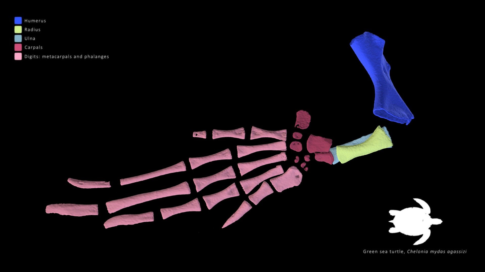 Baby green sea turtle flipper (YPM herr 004058) - 3D model by Blackburn ...